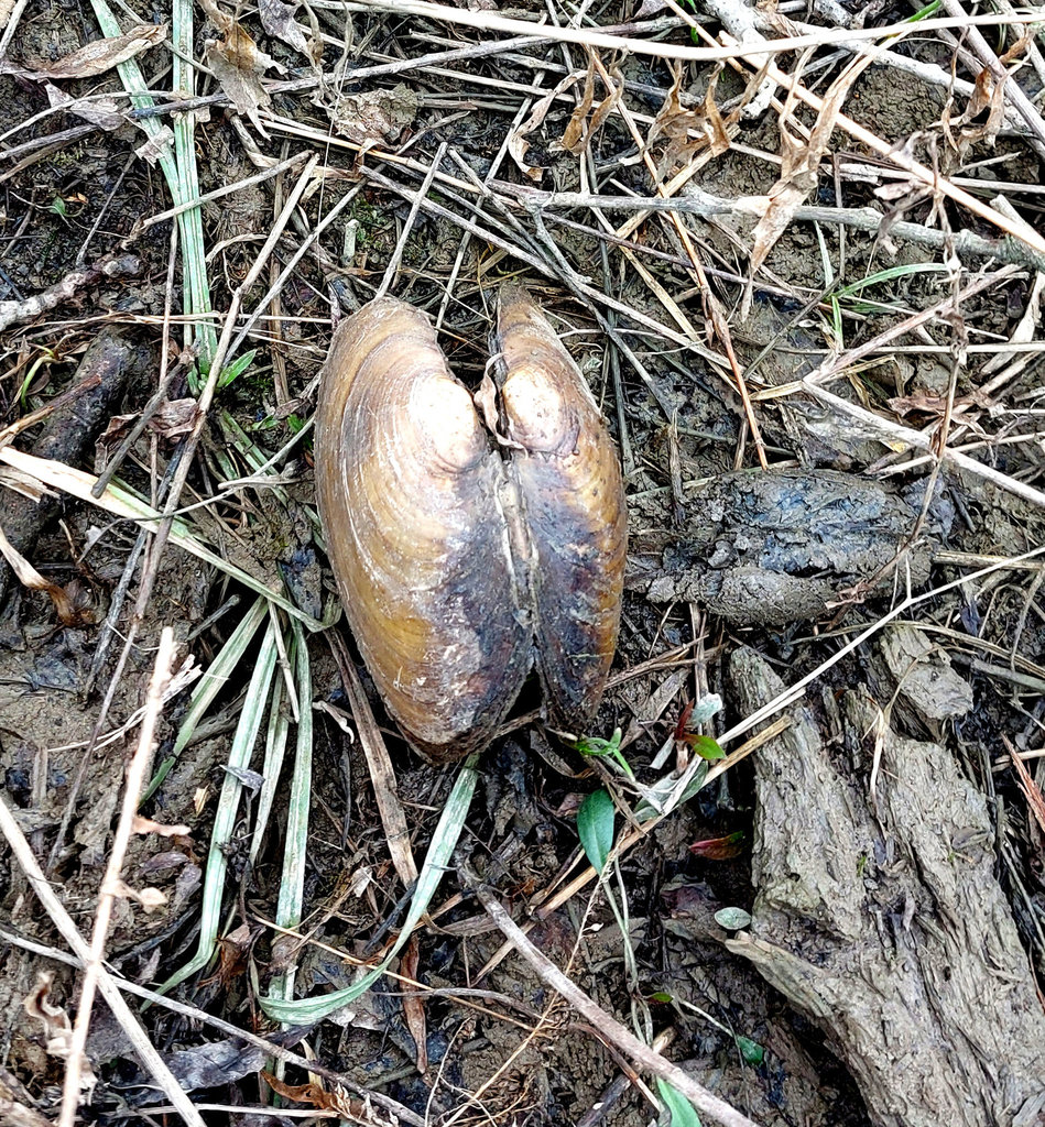 Fragile Papershell from 1616-1744 Bickford Line, St. Clair, ON N0N 1B0 ...