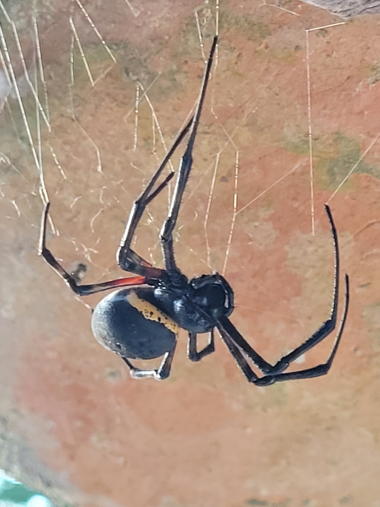 African Hermit Spider from Praia do Canto on March 30, 2022 at 05:34 PM ...