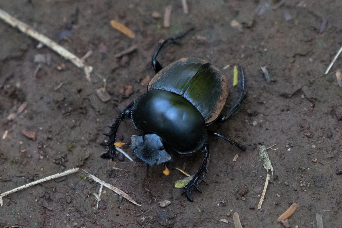 Scarabaeus rusticus (Boheman, 1857)