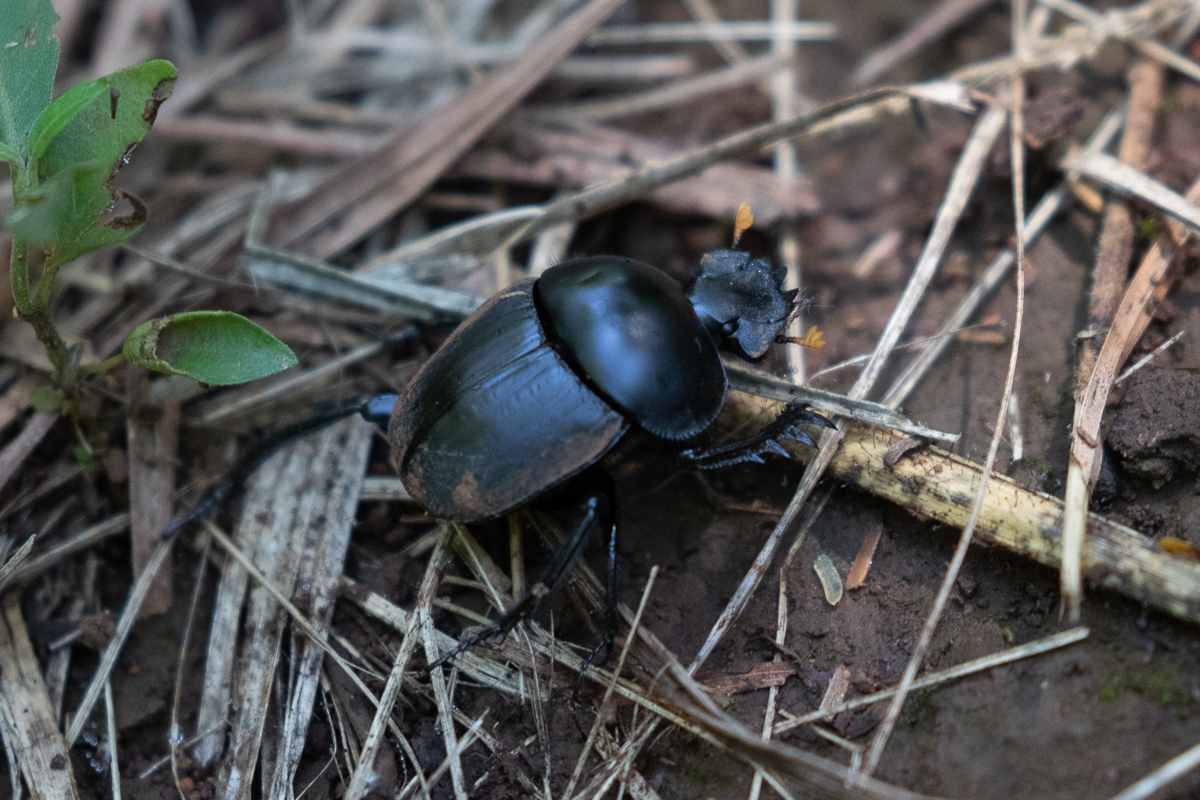 Scarabaeus rusticus (Boheman, 1857)