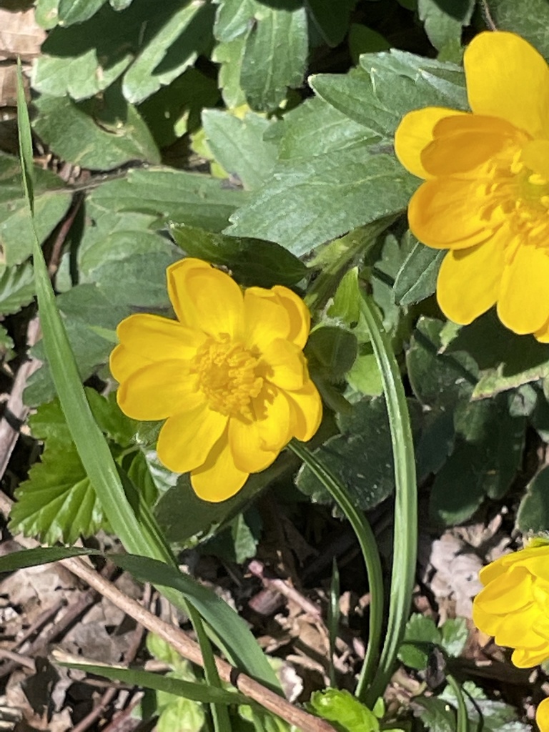 Large Buttercup (Ranunculus macranthus) - Botanical Realm