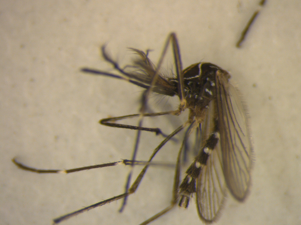 Striped Mosquito in January 2022 by mozzieman. 53777, indoors, evening ...