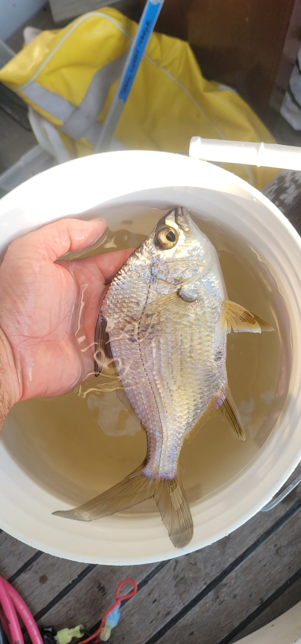 Diapterus auratus Ranzani, 1842