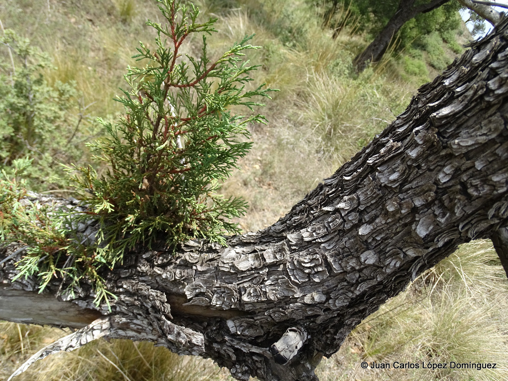alligator juniper from Tetla de la Solidaridad, Tlax., México on May 20 ...