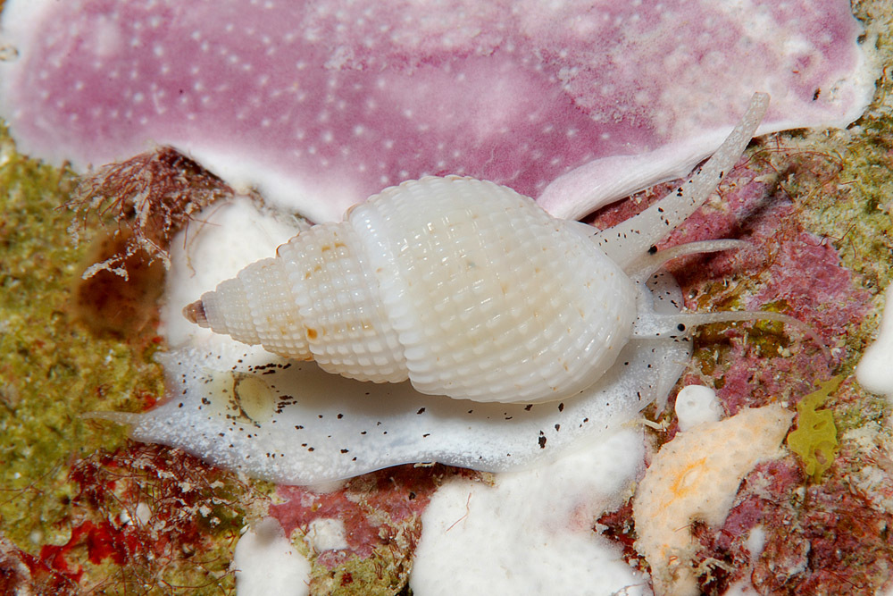 Nassarius splendidulus (Dunker, 1846)