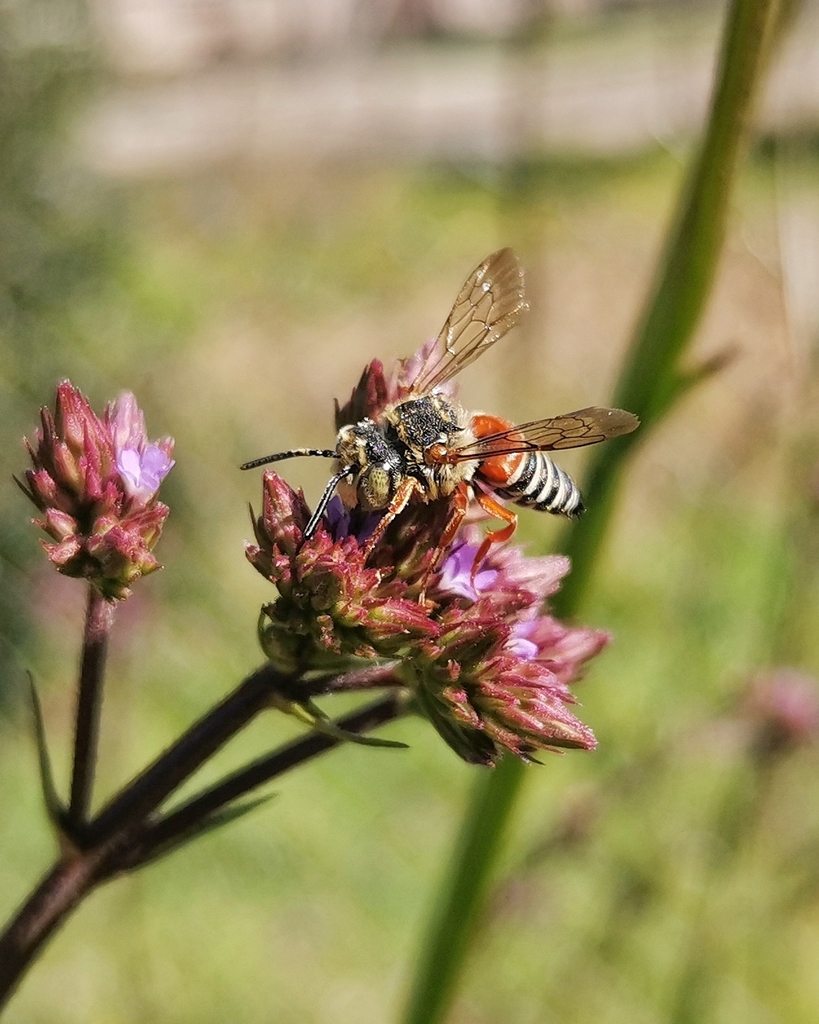 Sharptail Bees from Temuco, Araucanía, Chile on March 30, 2022 at 03:57 ...