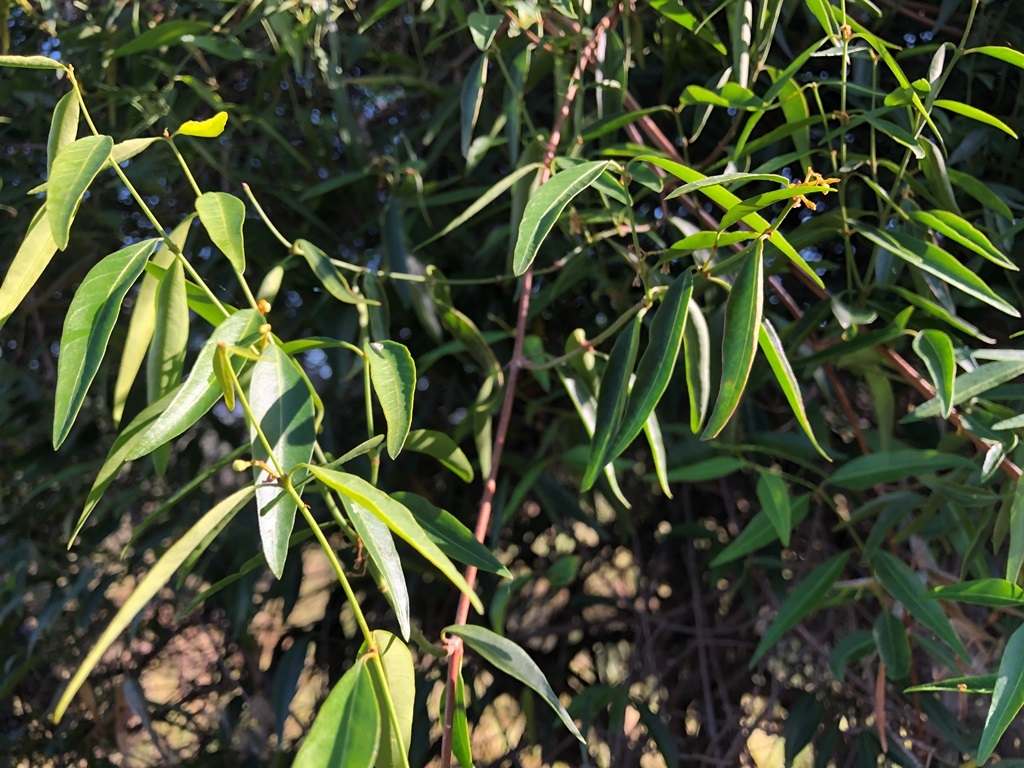 Secamone elliptica R.Br.