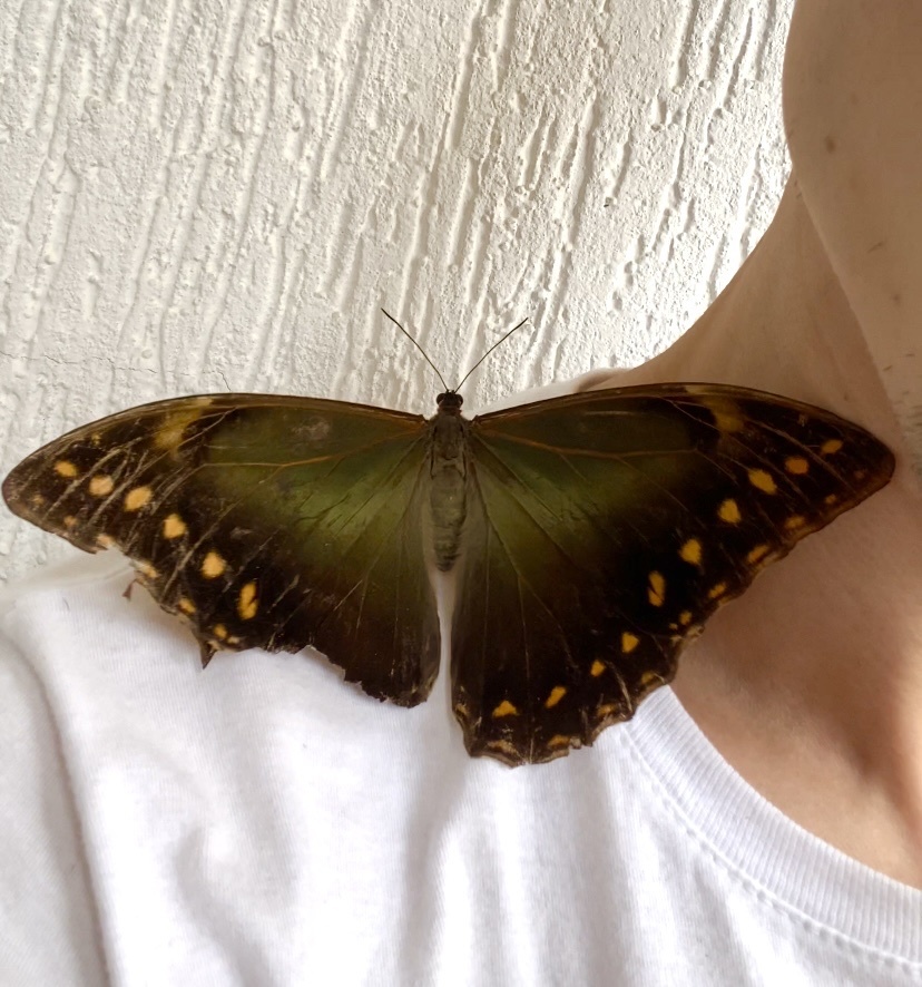 Morpho hercules (Dalman, 1823)