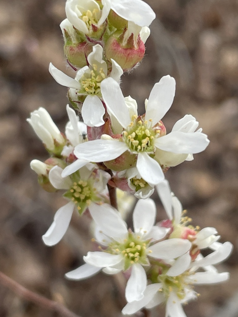 Dwarf Serviceberry from Previtte Rd, Morven, NC, US on March 30, 2022 ...
