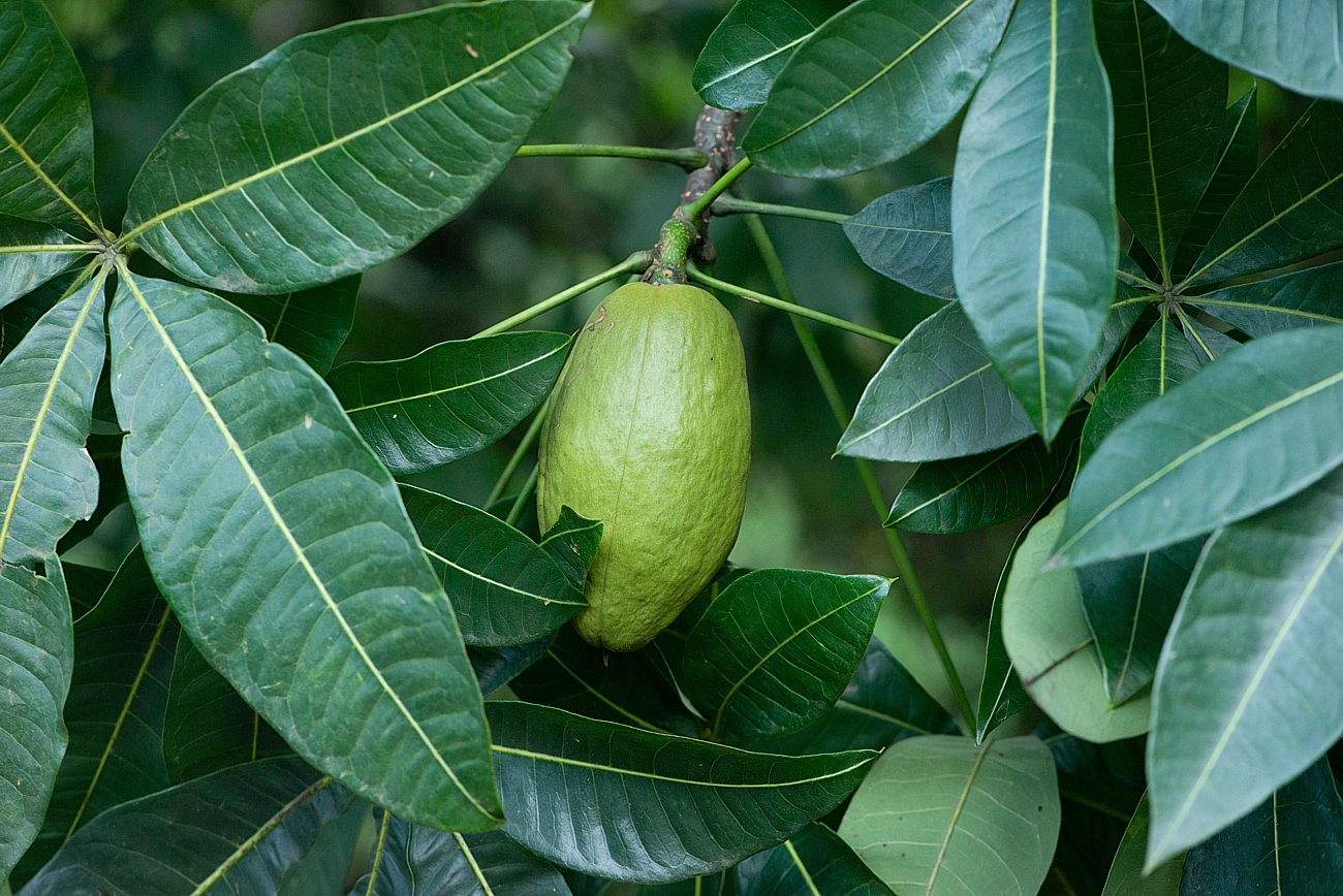 Pachira glabra Pasq.