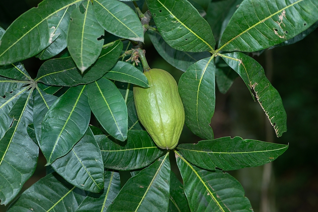 saba nut tree (Pachira glabra) - Botanical Realm