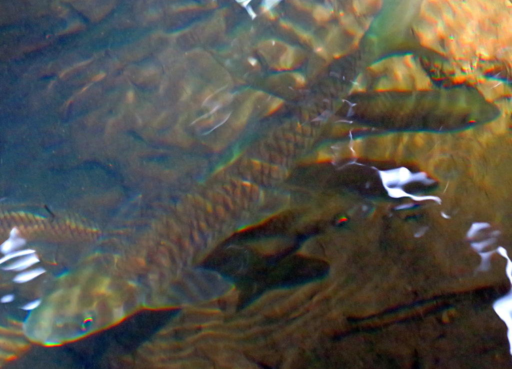 Large-scale Yellowfish (Labeobarbus marequensis) - Marine Life ...
