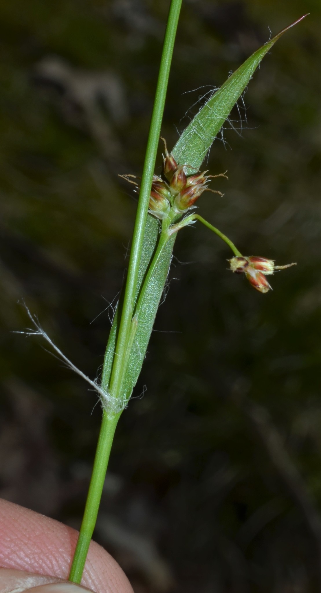 Luzula echinata (Small) F.J.Herm.