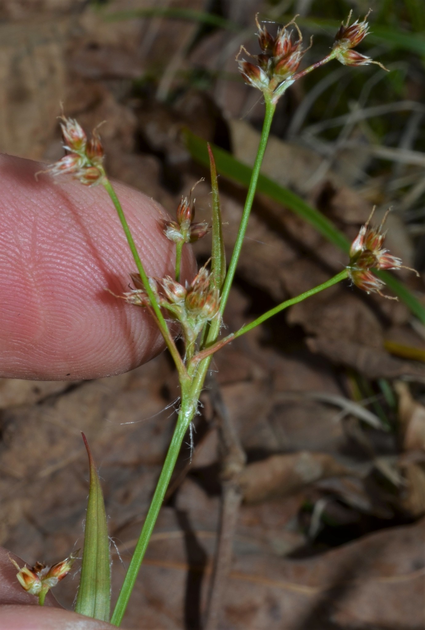 Luzula echinata (Small) F.J.Herm.