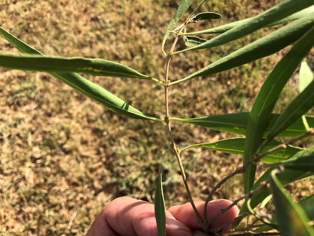 small-fruited mock olive from Broadmere QLD 4420, Australia on March 19 ...