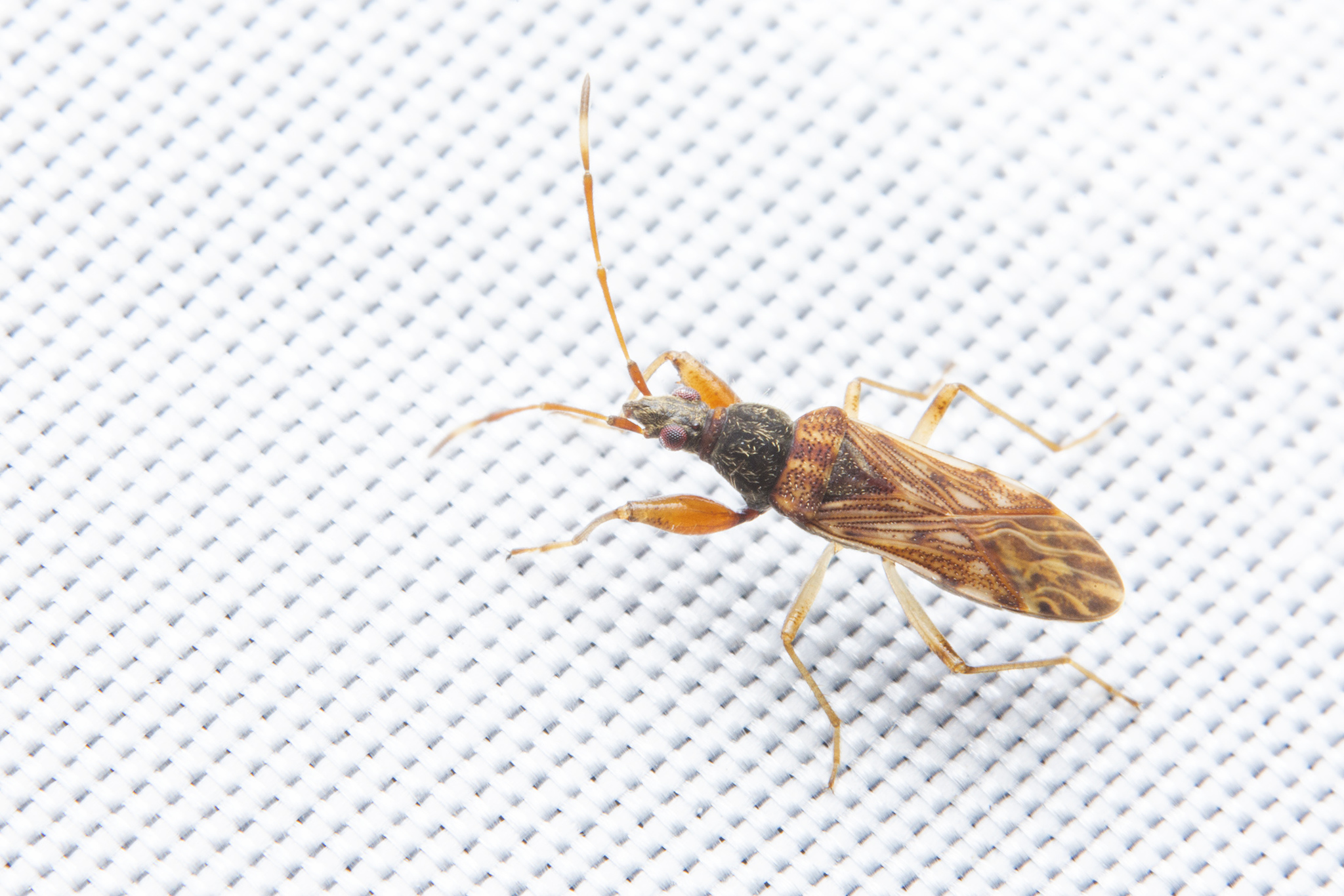 Pamerana scotti (Distant, 1901)