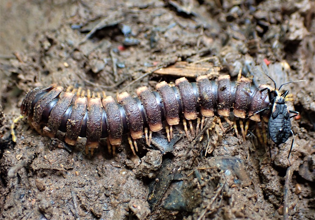 Python Millipede from Provincia de Darién, Panamá on October 23, 2021 ...