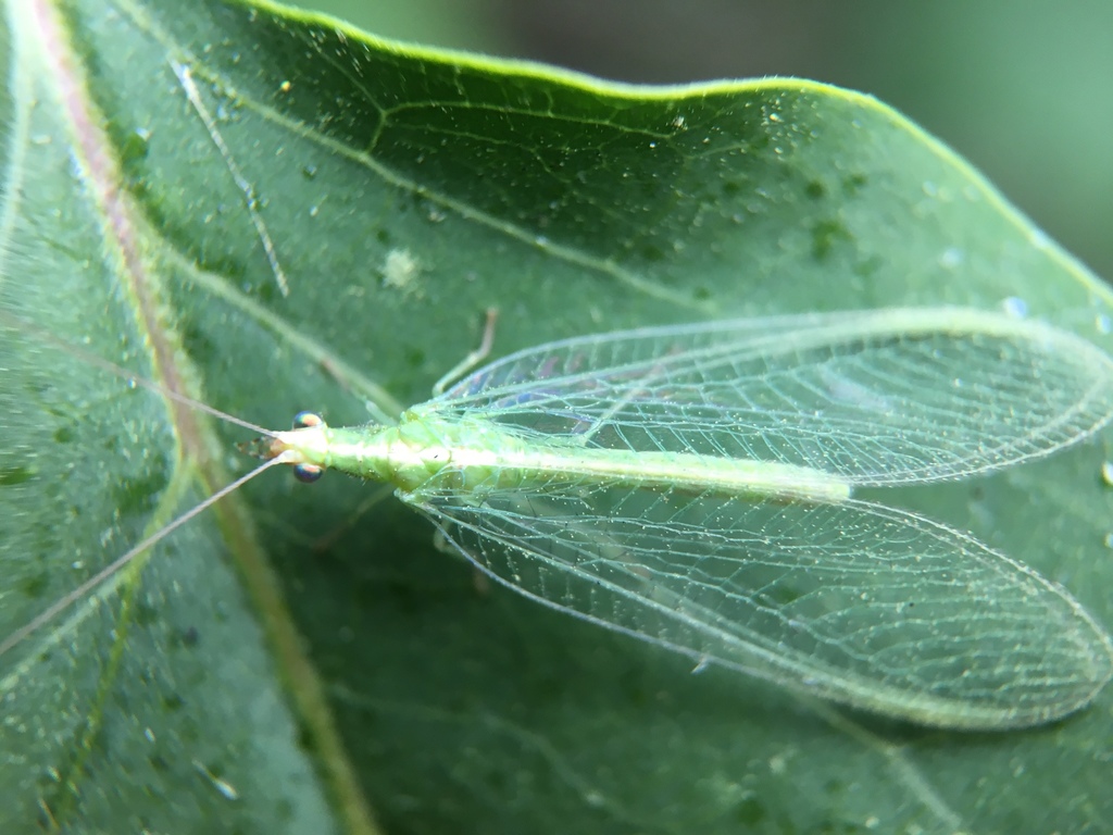 Common Green Lacewings in May 2018 by kamedaphor. On a lilac. · iNaturalist