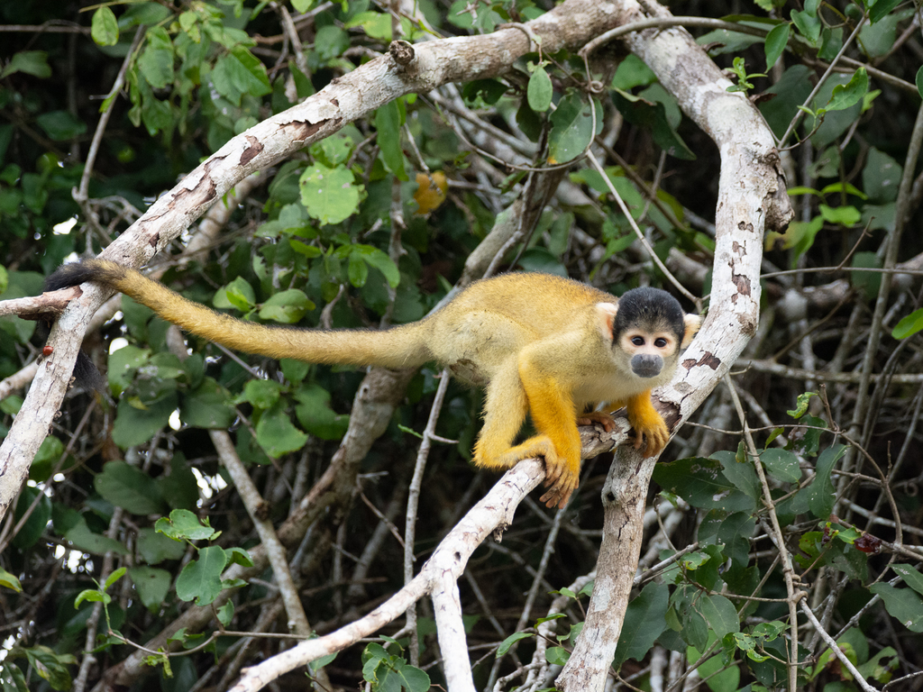 Black-capped Squirrel Monkey from Gral. José Ballivián, Bolivia on ...