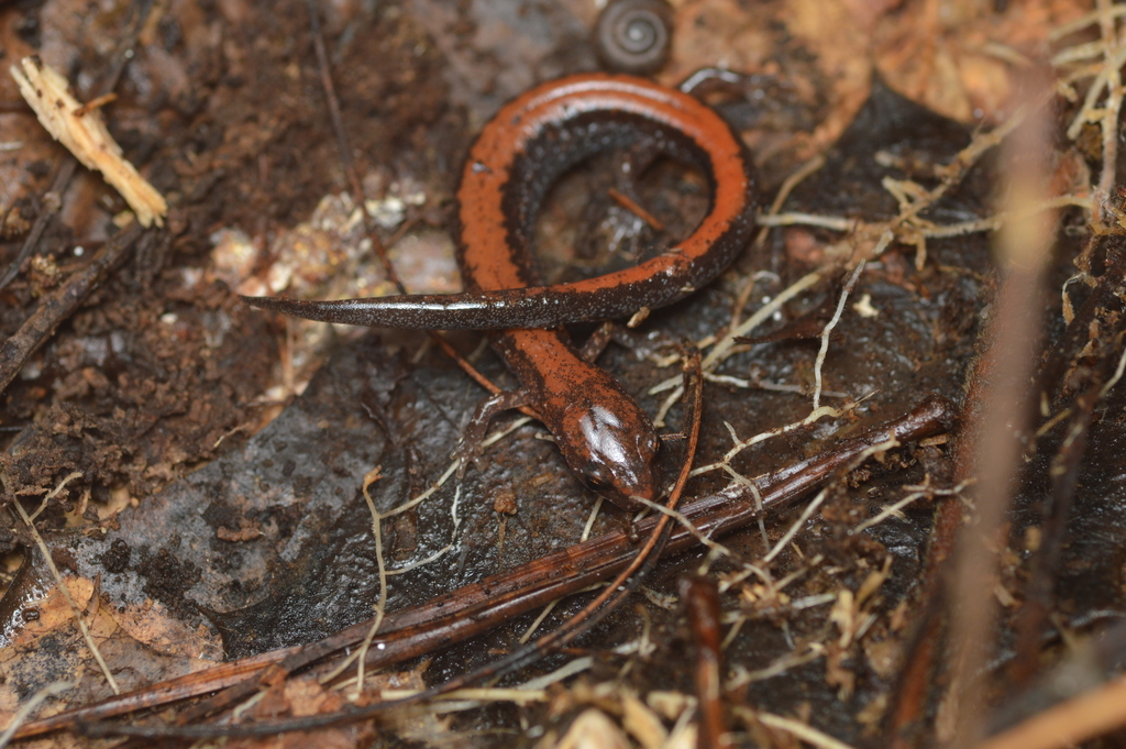 Eastern Red-backed Salamander from Beaufort County, NC, USA on December ...