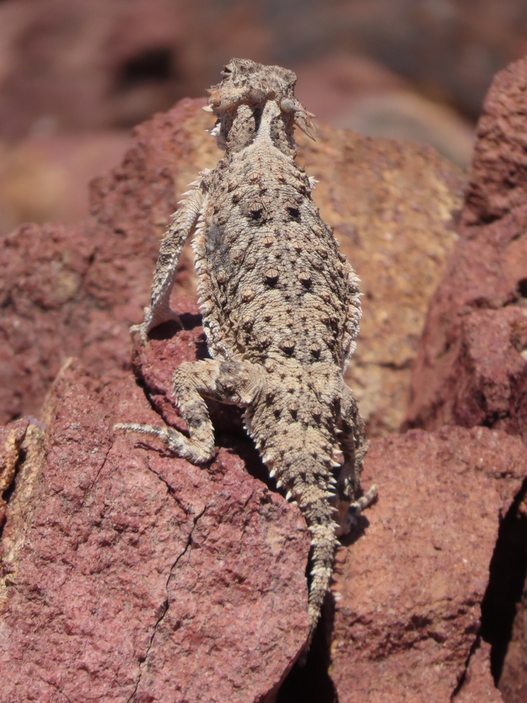 Sonoran Horned Lizard in March 2022 by Vikki Jackson · iNaturalist