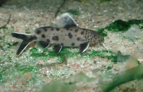 Even-spotted Squeaker (Synodontis petricola) · iNaturalist