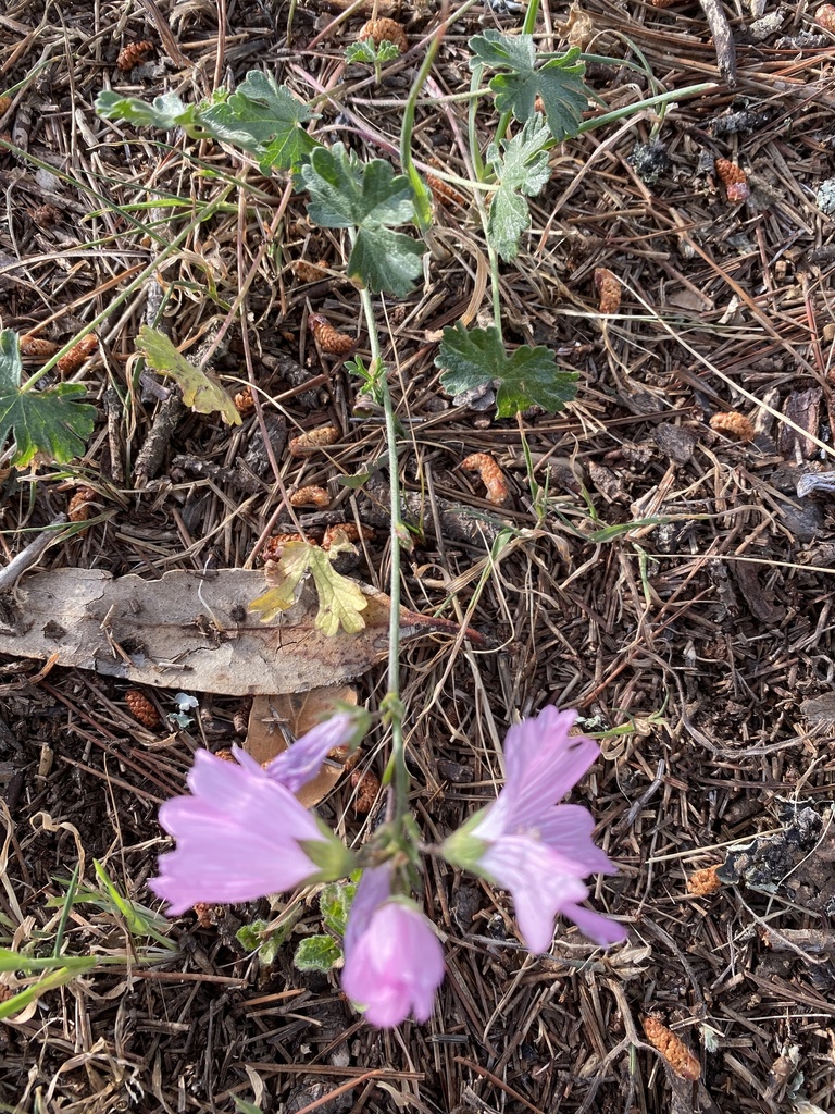 Dwarf Checkerbloom from Joaquin Miller Park, Oakland, CA, US on March ...