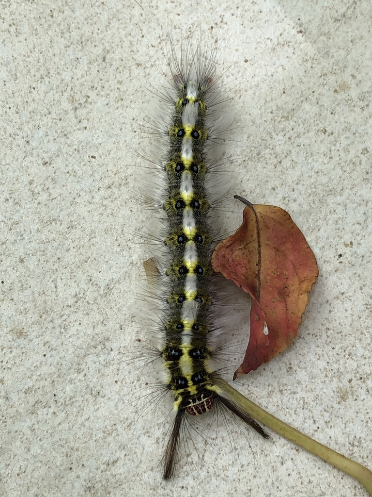 Trabala pallida from Tsing Ying Road, So Kwun Wat, New Territories, HK ...