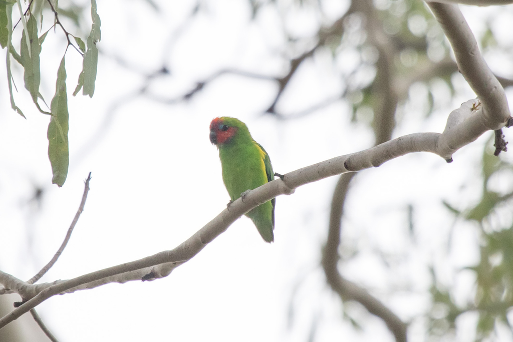 Marshall's Fig-Parrot from Lockhart QLD 4892, Australia on January 15 ...