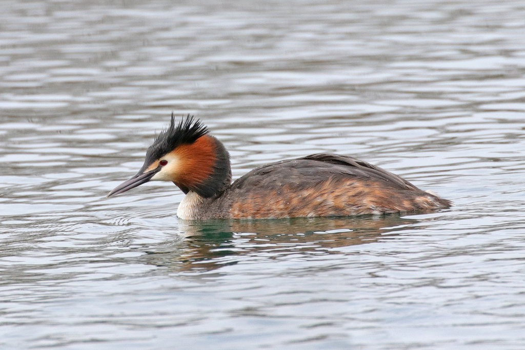 Great Crested Grebe from Mittelhausen, Erfurt, Deutschland on March 27 ...