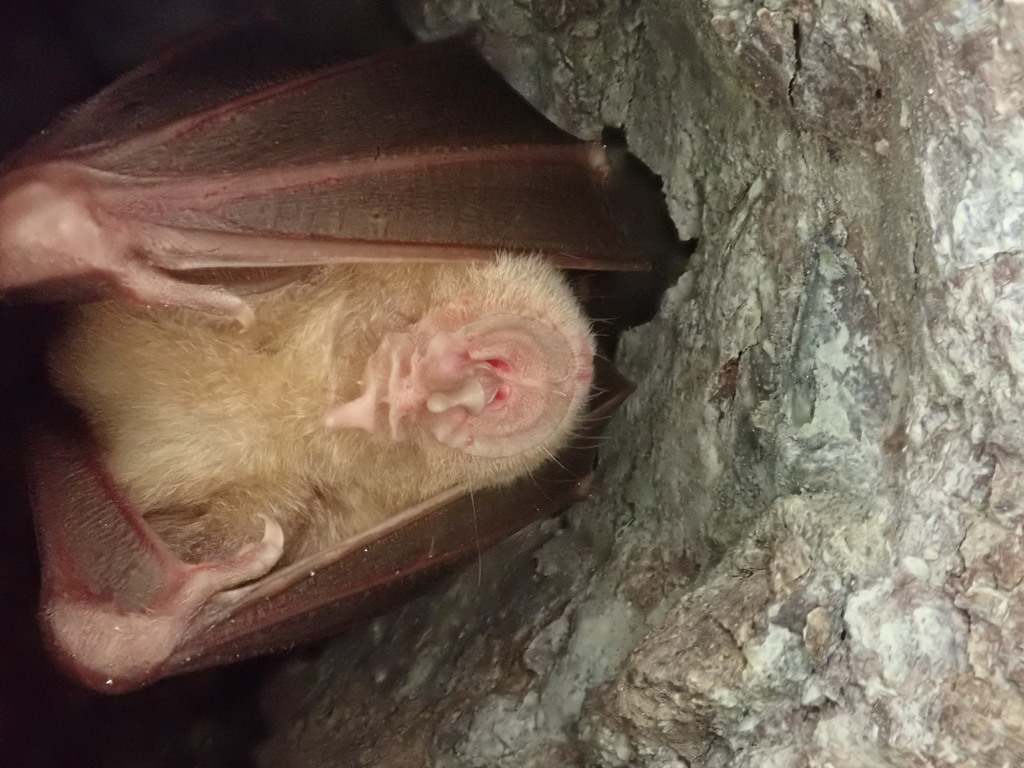 Greater Horseshoe Bat from Neo Chorio, Cyprus on March 19, 2022 at 02: ...