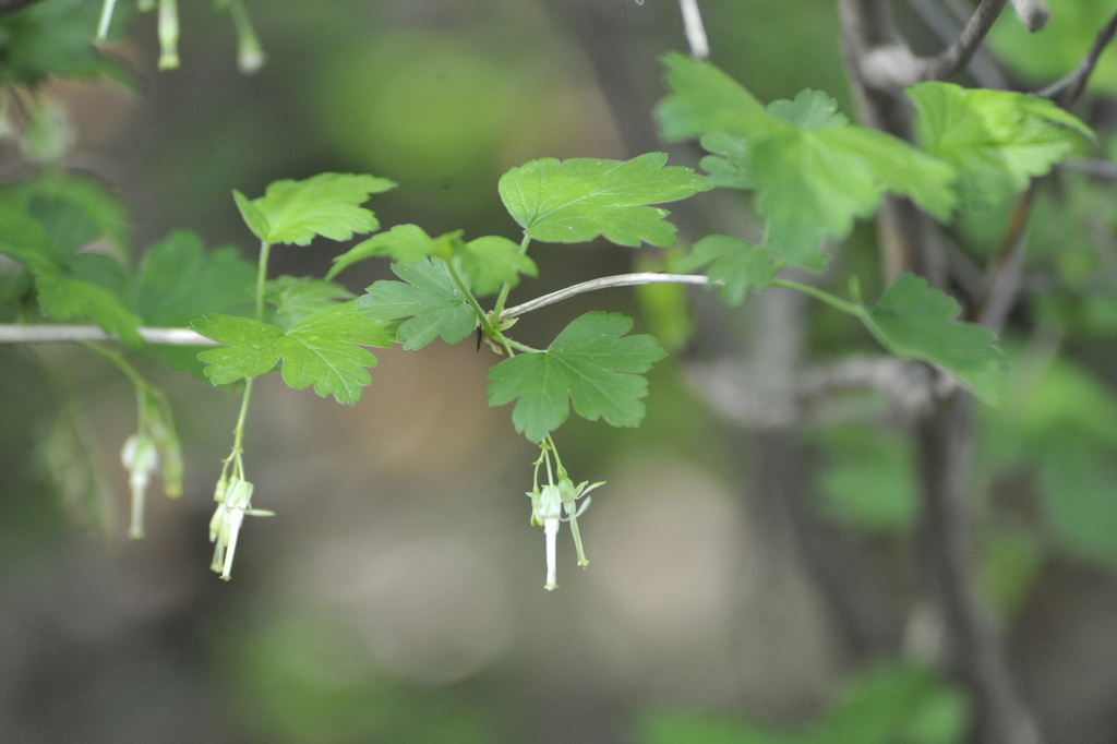 Gooseberry Family (Grossulariaceae) - Botanical Realm