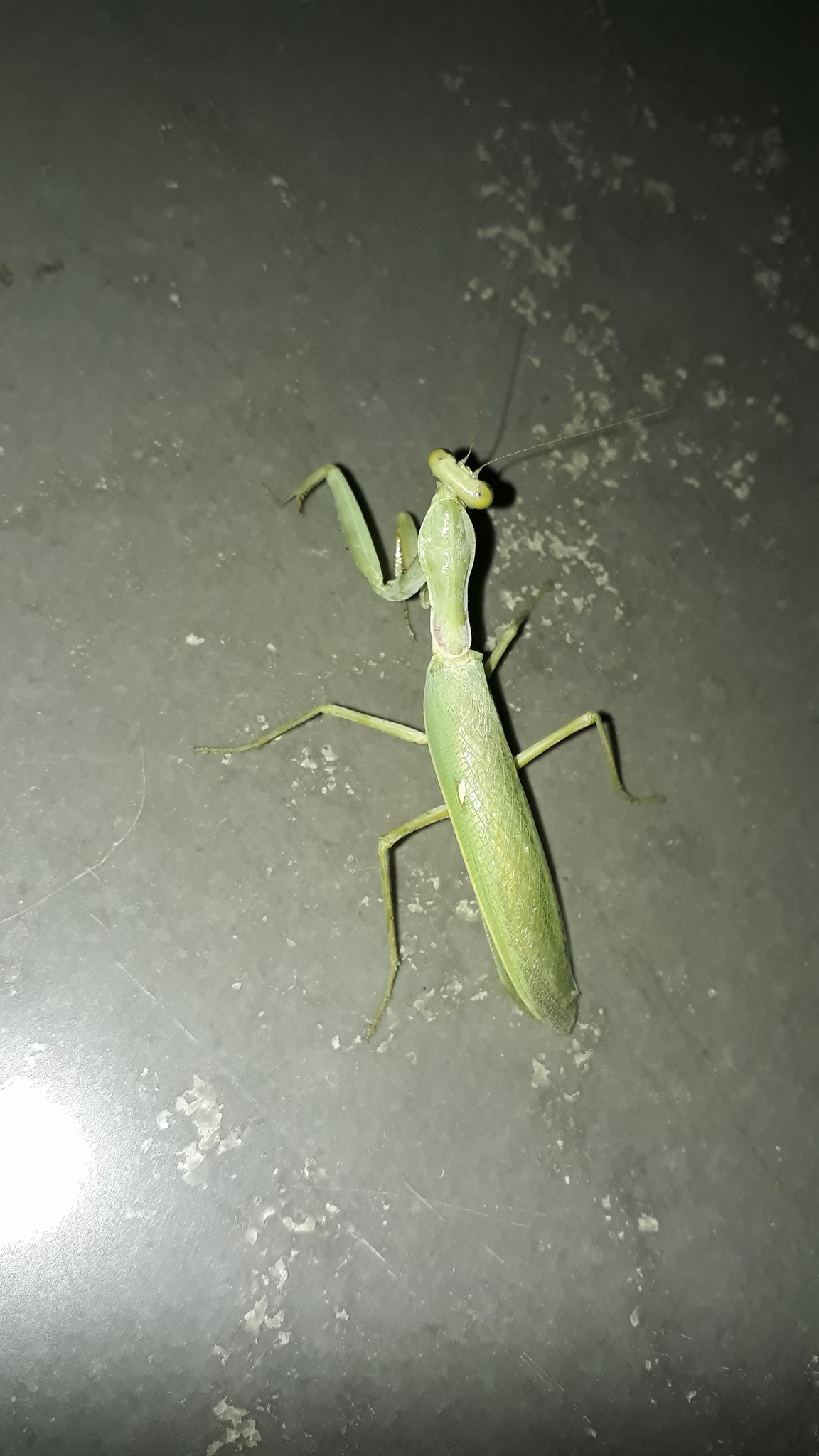 Hierodula tenuidentata Saussure, 1869