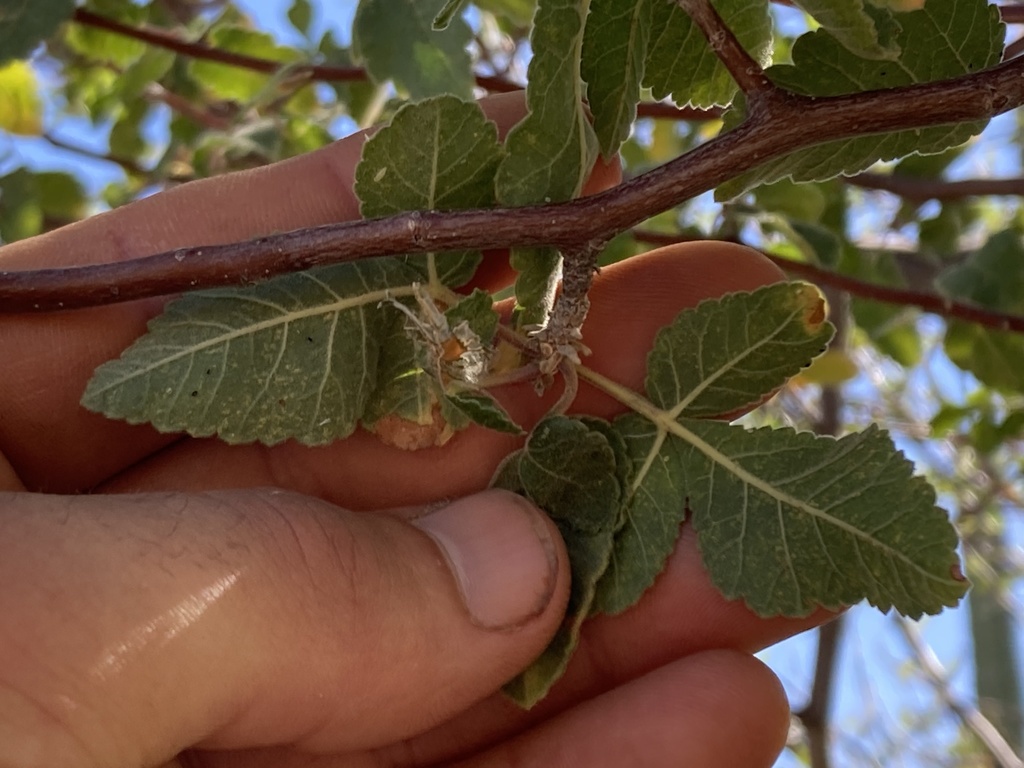 Red Elephant Tree from Ensenada, MX-BN, MX on March 15, 2022 at 11:05 ...
