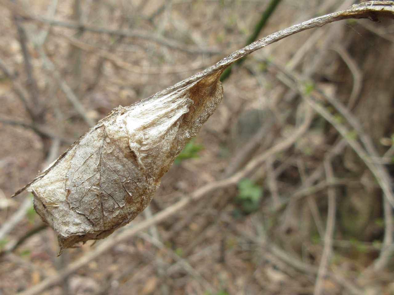 Samia cynthia Drury, 1773