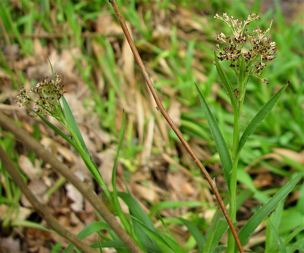 Great Woodrush from Todmorden on March 24, 2022 at 04:36 AM by lern ...