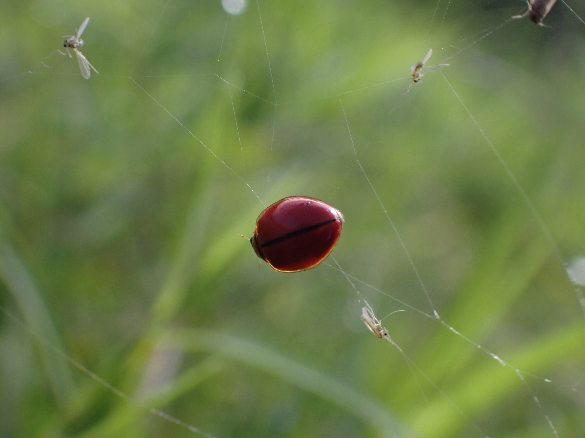Micraspis discolor (Fabricius, 1798)
