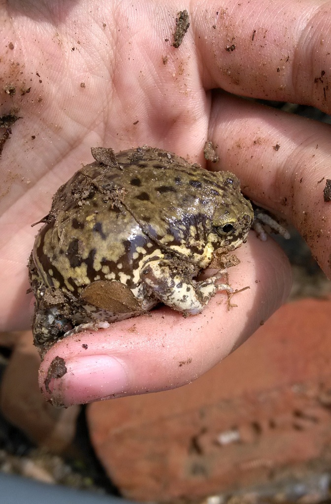 Marbled balloon frog from Central Secretariat, New Delhi, Delhi, 印度 on ...