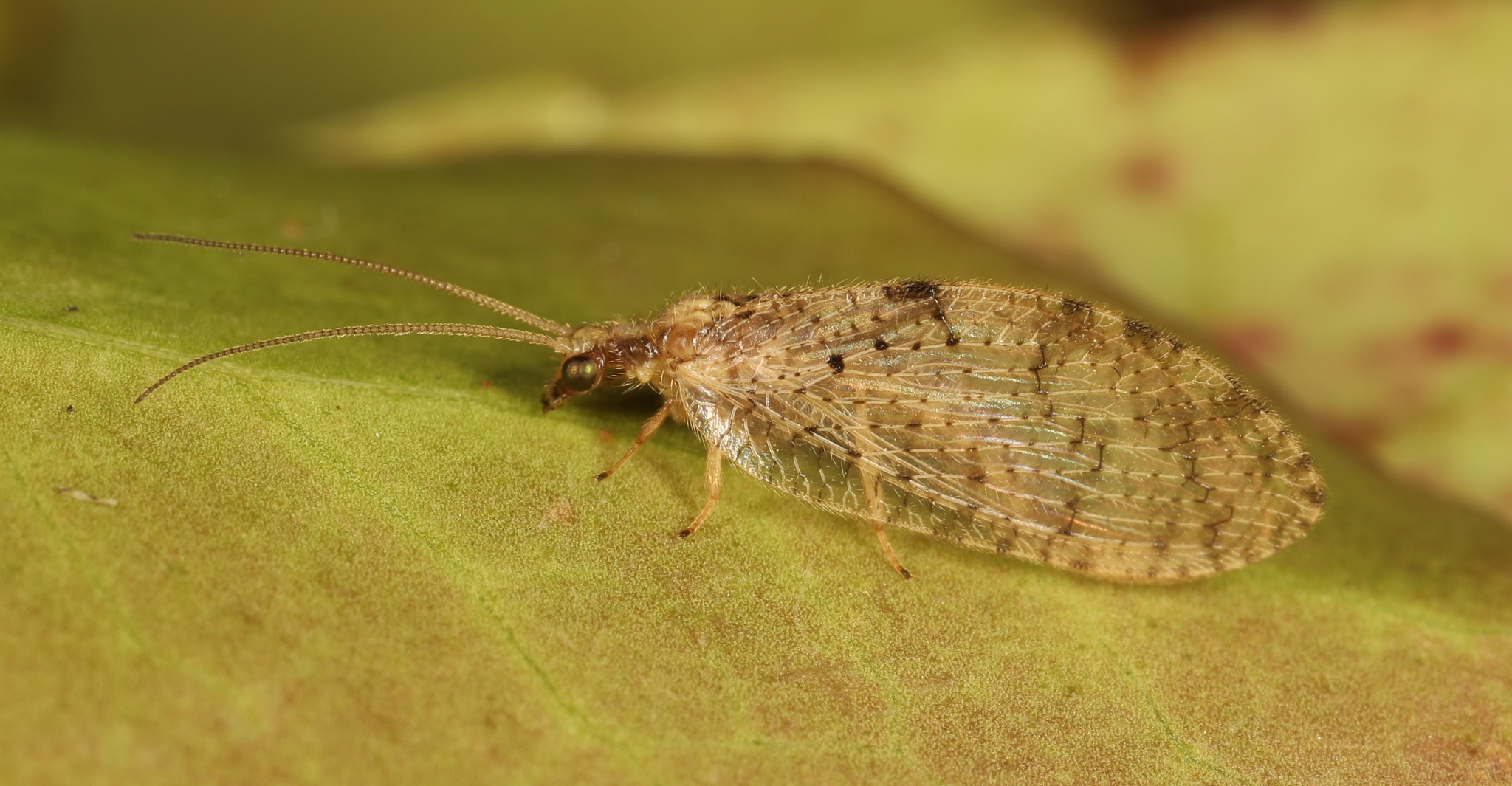 Hemerobius humulinus Linnaeus, 1758