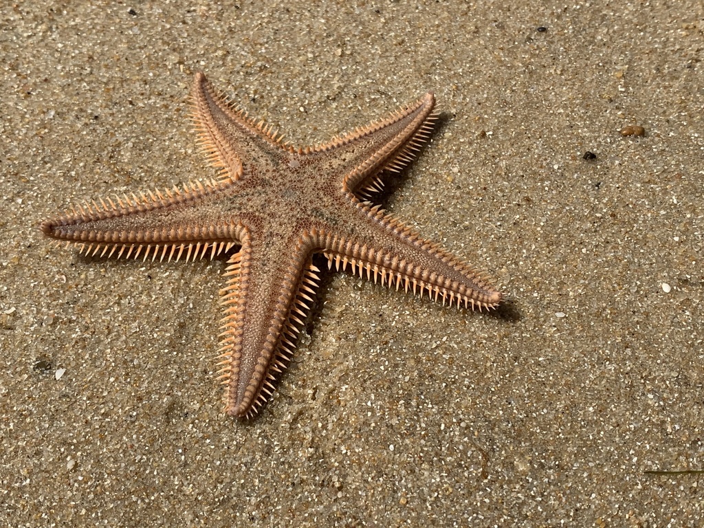 Red Comb Star from Loteamento Urbanização Soltroia, Carvalhal, Alentejo ...