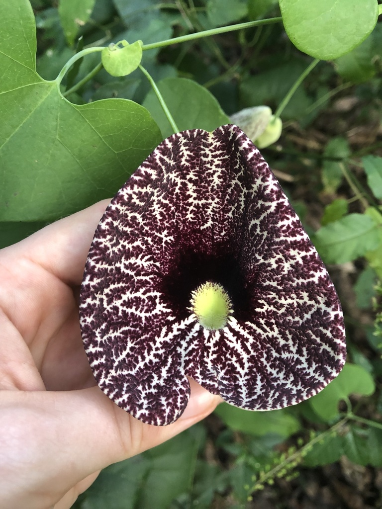 Calico-flower from Grandview Rd, Pullenvale, QLD, AU on March 31, 2022 ...
