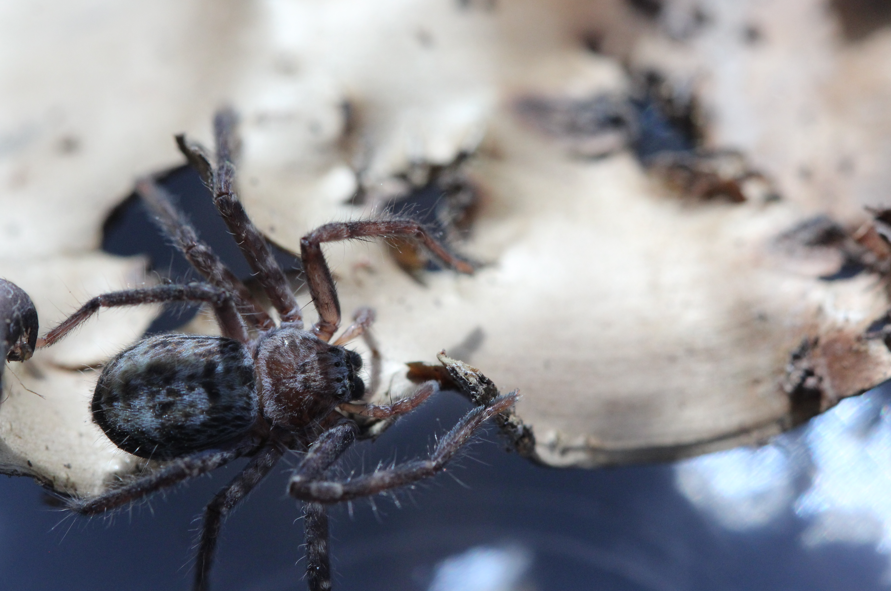 Holconia from the gap Brisbane on March 31, 2022 at 11:38 PM by Kate ...