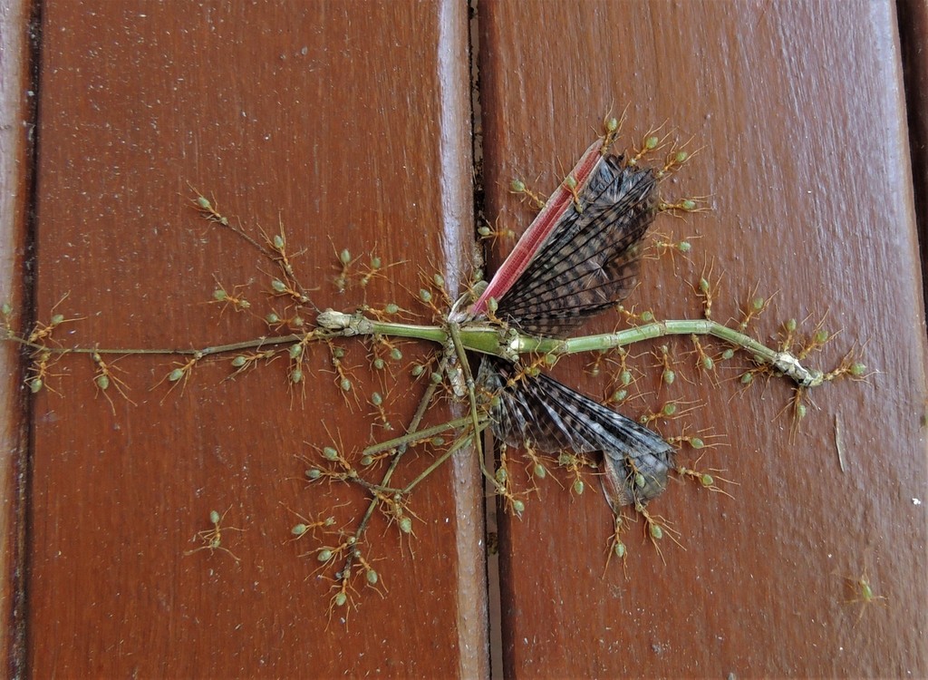 Strong Stick Insect from Strathdickie QLD 4800, Australia on March 31 ...