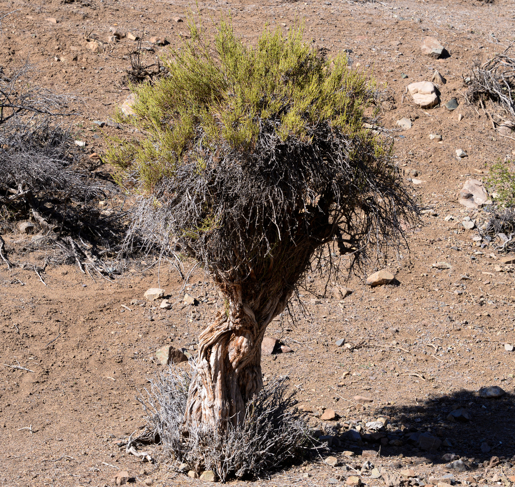 gnetophytes (Gnetopsida) - Botanical Realm