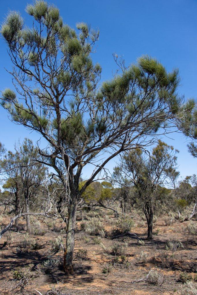 Belah (Casuarina pauper) - Botanical Realm