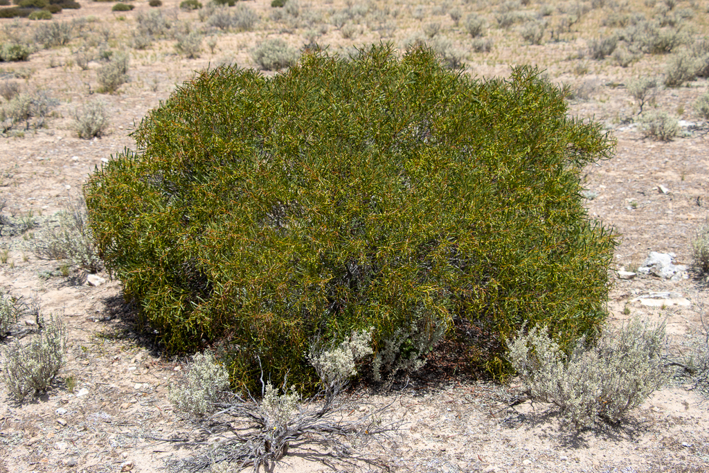 Hakea-leaved Wattle (Acacia hakeoides) - Botanical Realm