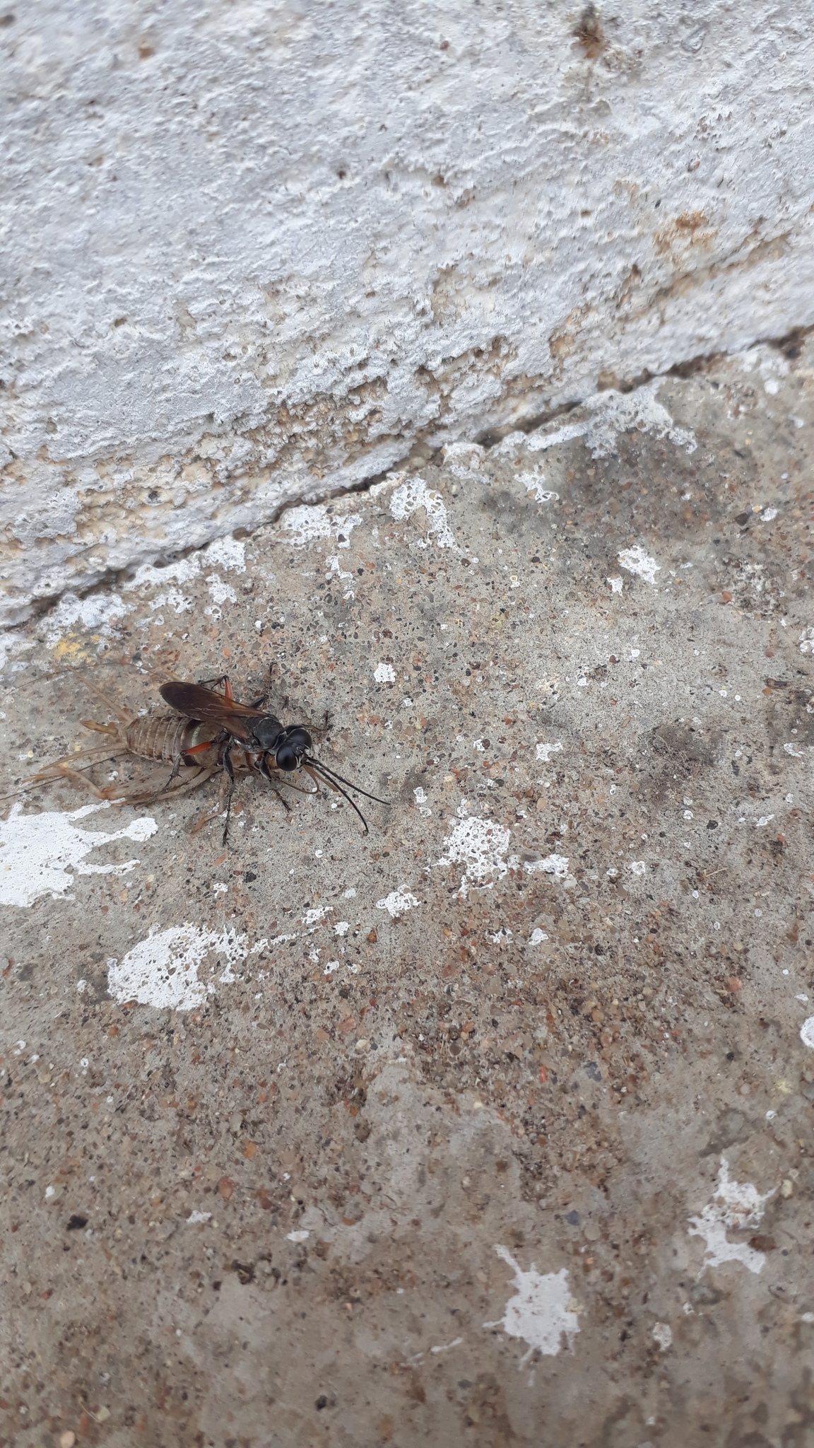 Liris subtessellatus (F.Smith, 1856)