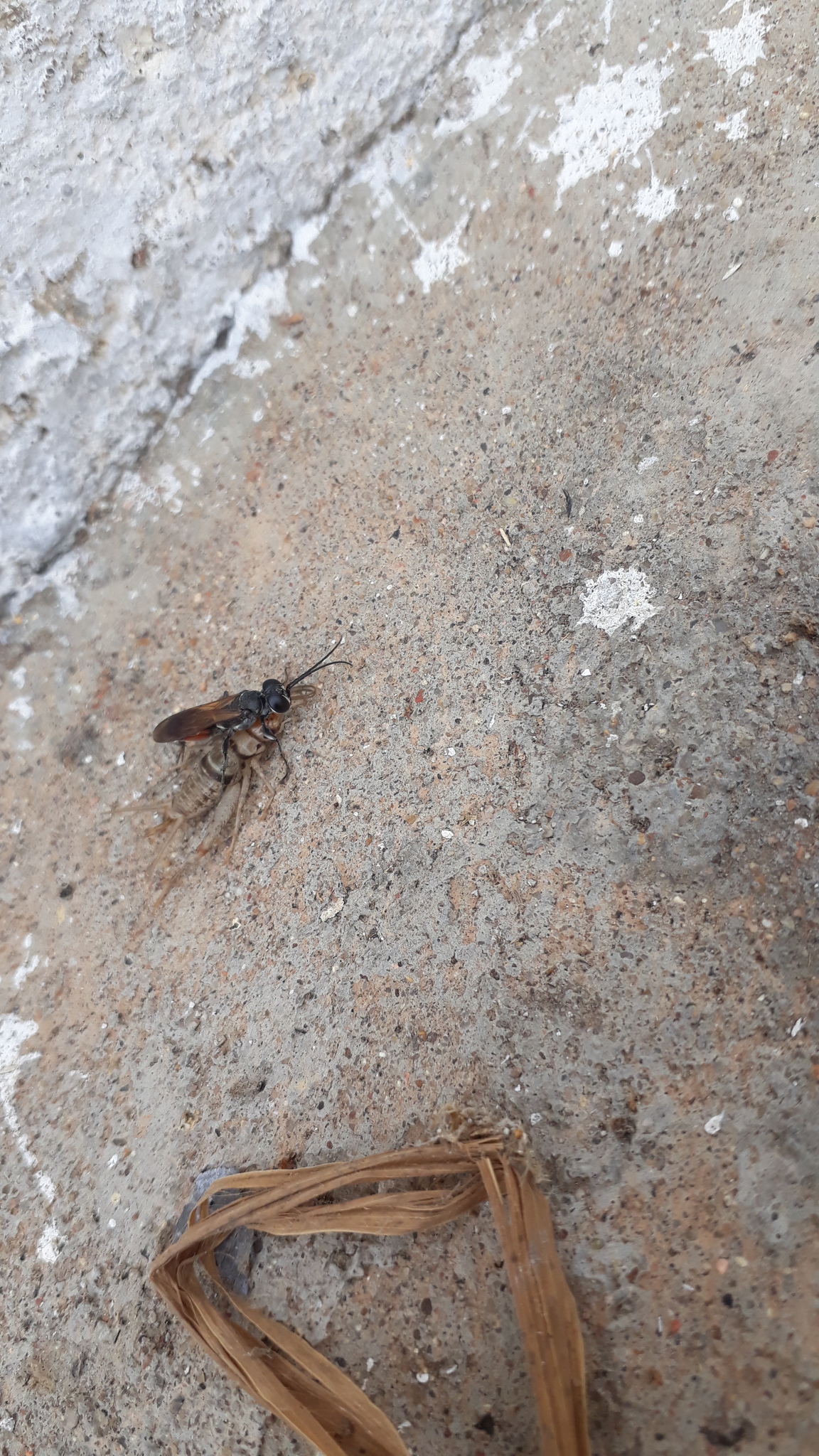 Liris subtessellatus (F.Smith, 1856)