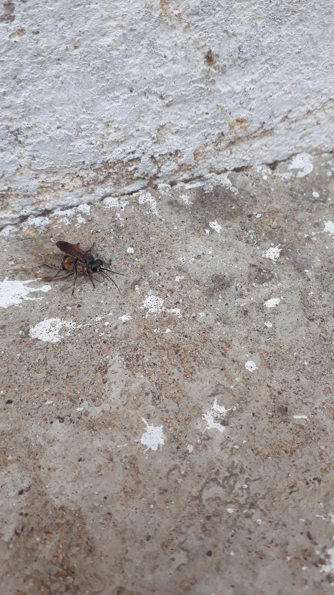 Liris subtessellatus (F.Smith, 1856)