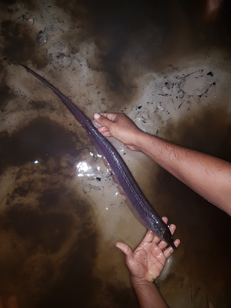 (Rhamphichthys) - Marine Life Identification